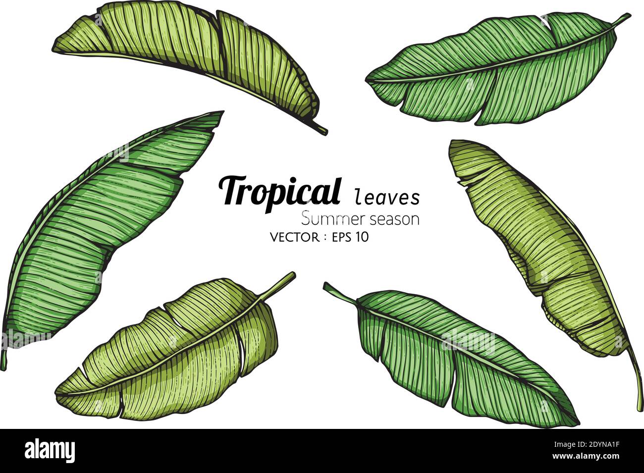 Banana bunch green leaf Stock Vector Images - Alamy