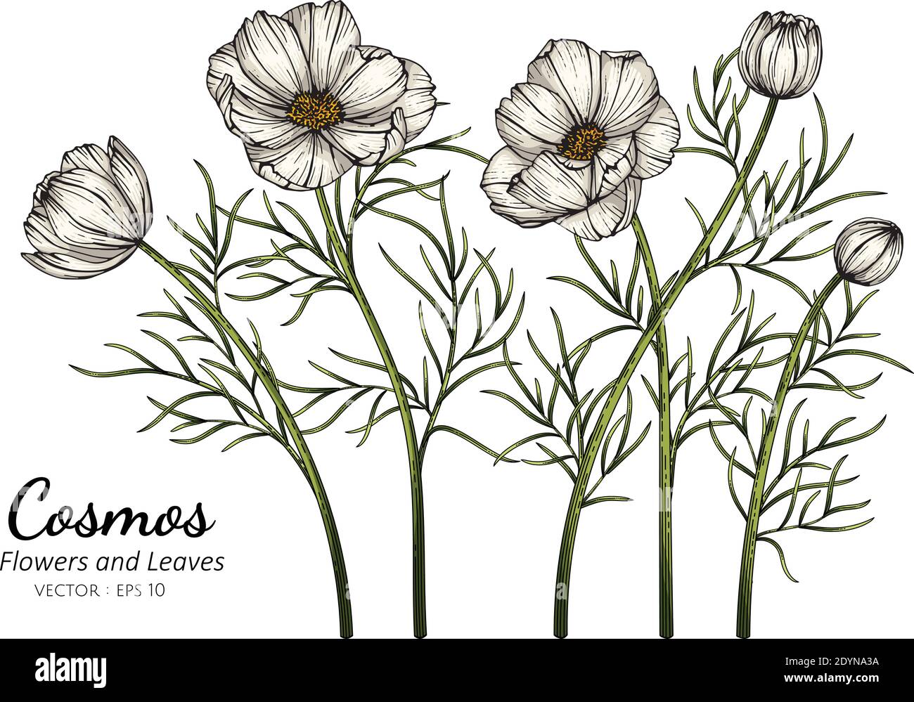 White Cosmos flower and leaf drawing illustration with line art on ...