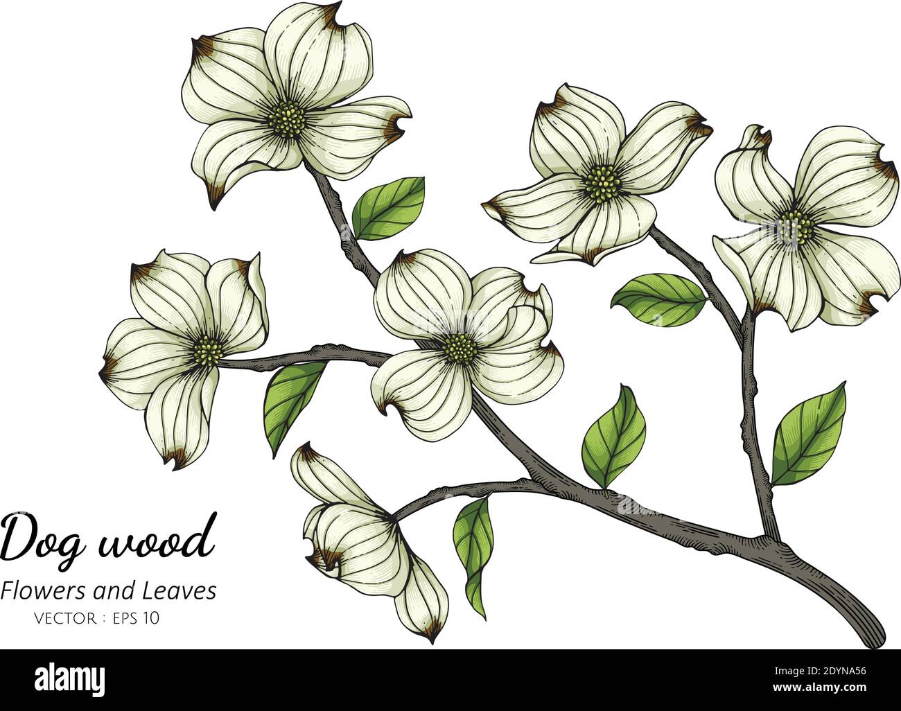 White dogwood flower and leaf drawing illustration with line art on ...