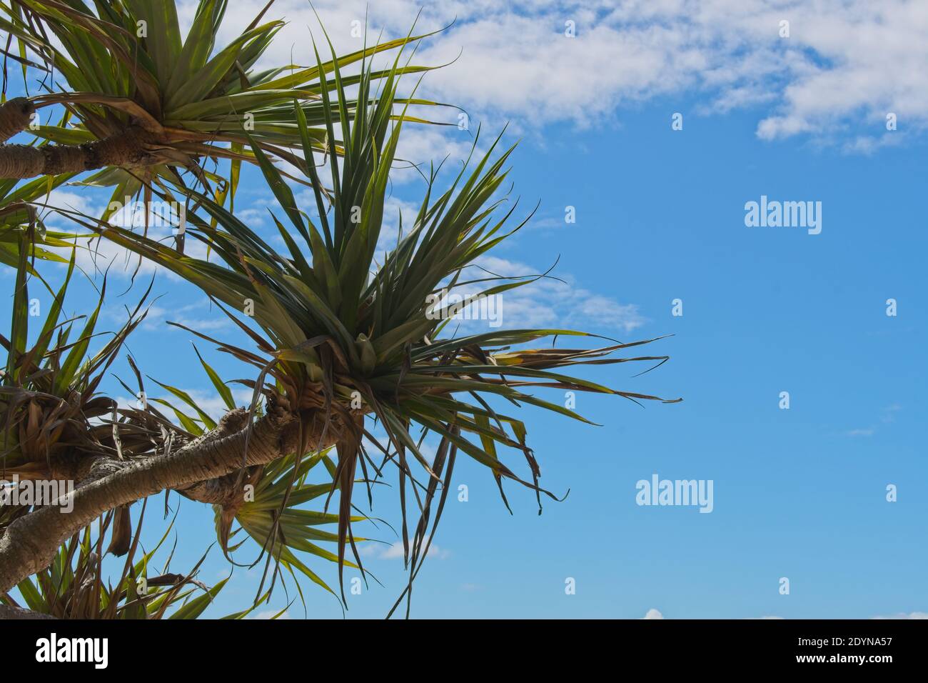 Pandanus screw pine hi-res stock photography and images - Alamy