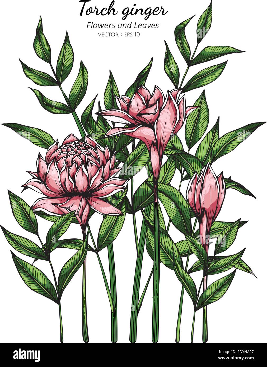 Pink Torch ginger flower and leaf drawing illustration with line art on ...
