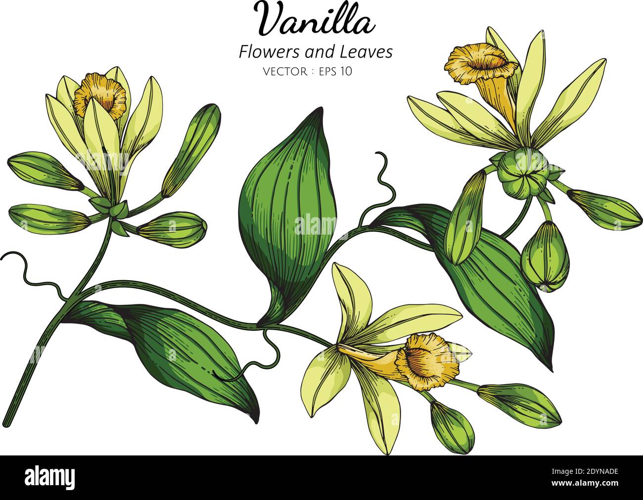 Vanilla flower and leaf drawing illustration with line art on white ...