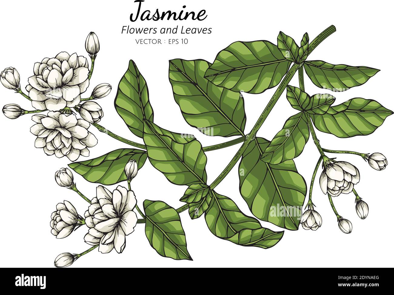 Hand drawn jasmine flower illustration with line art on white ...