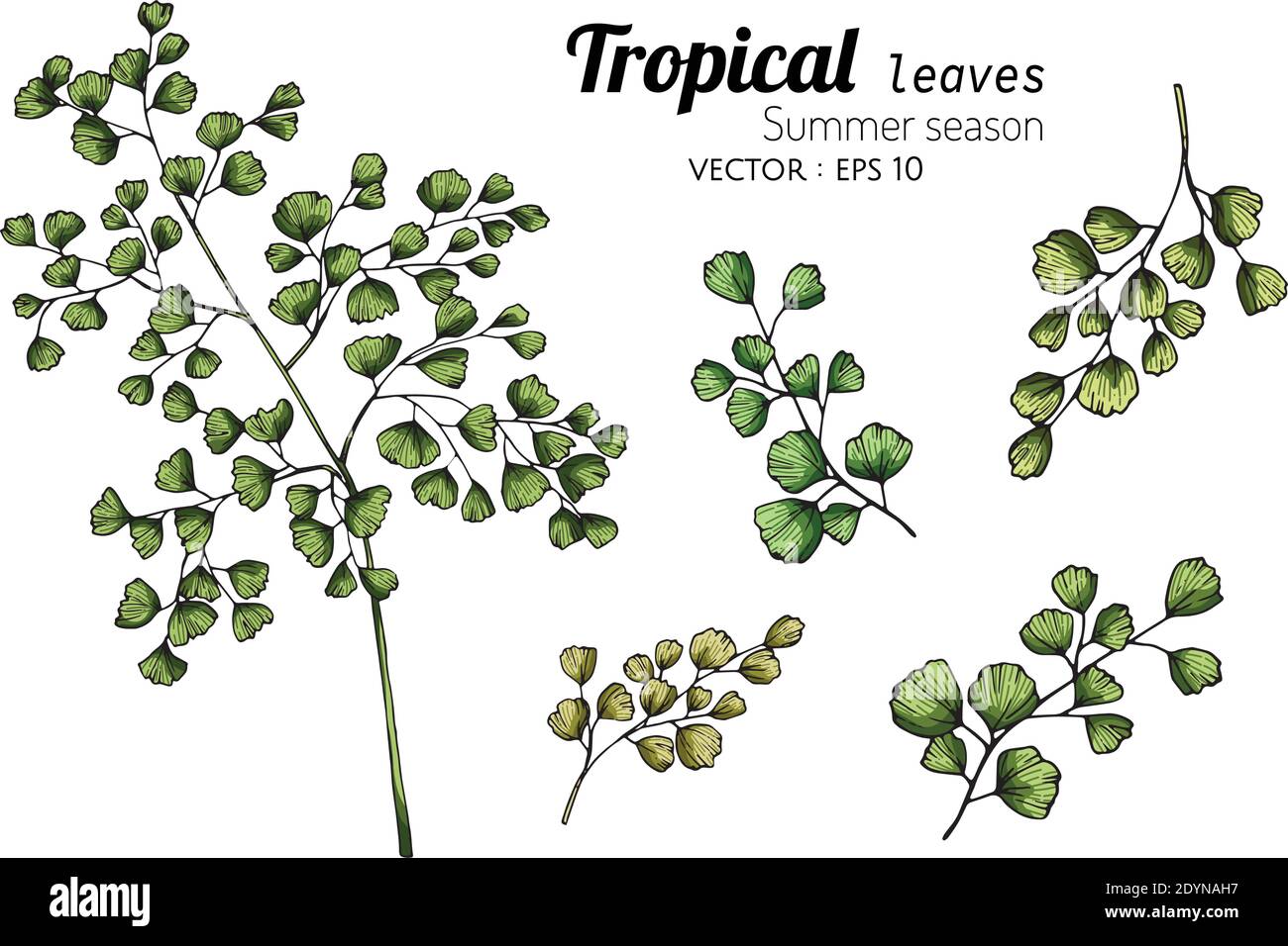 Set of Fern leaf drawing illustration with line art on white ...