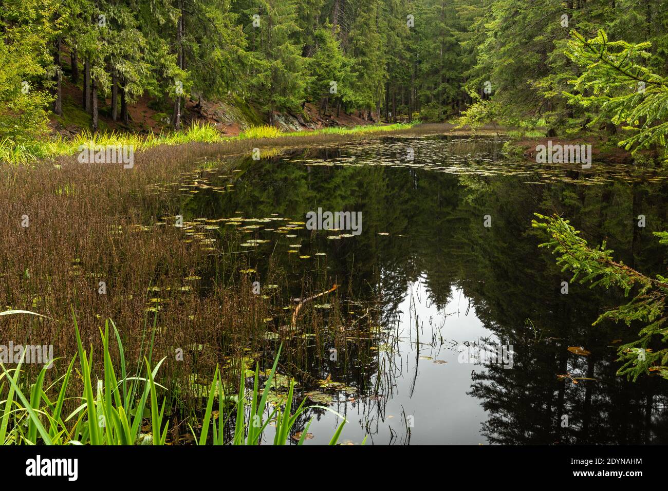 Sulfner Weiher pond, Hafling near Merano, South Tyrol Stock Photo - Alamy