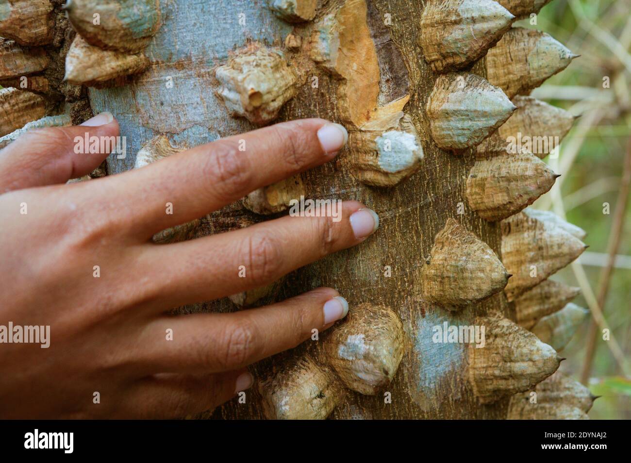 Cedro espino hi-res stock photography and images - Alamy