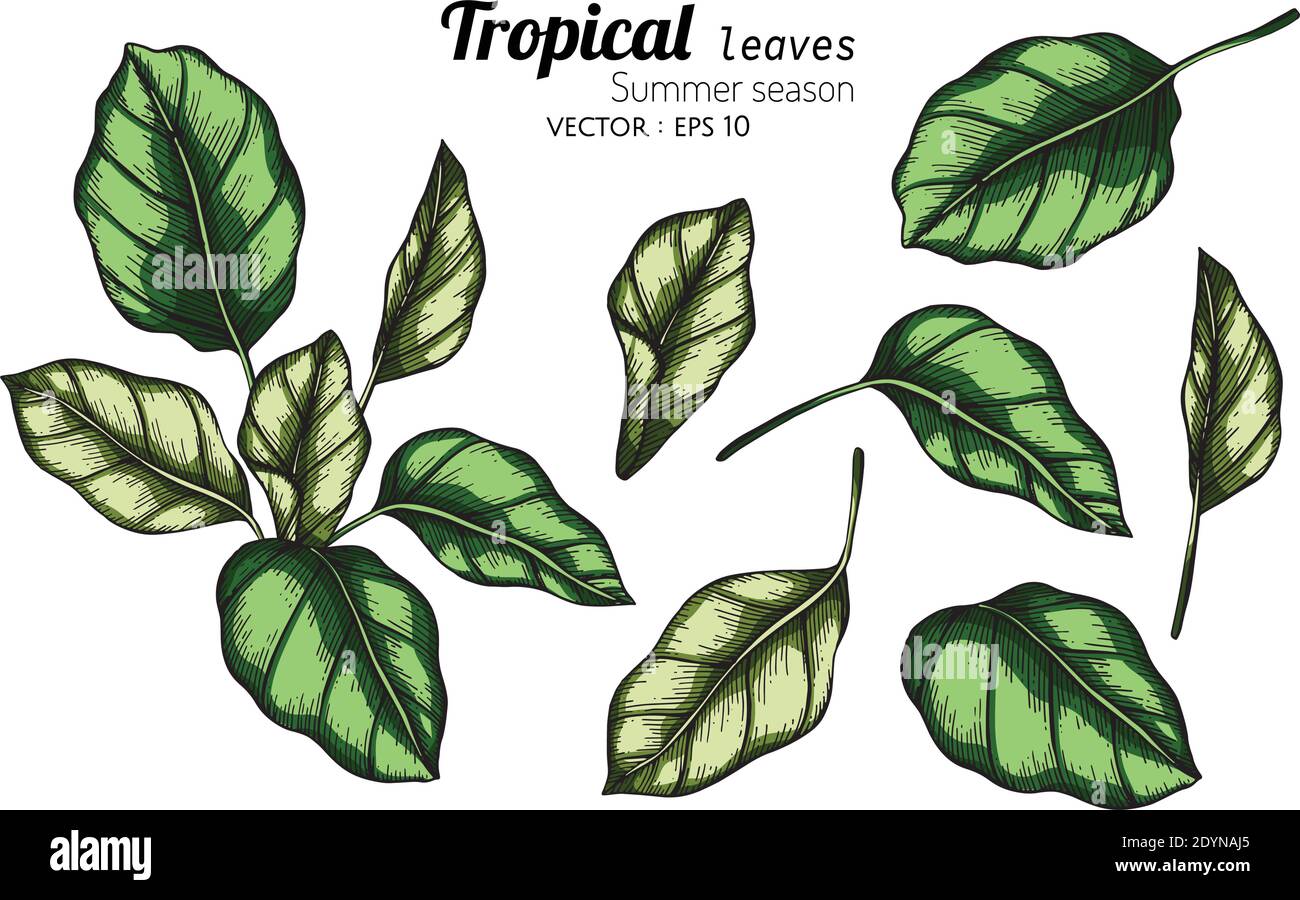 Set of Tropical leaf drawing illustration with line art on white ...
