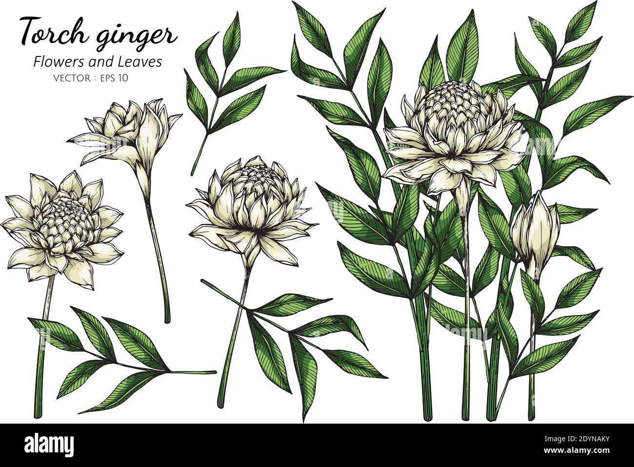 Torch ginger plant Stock Vector Images - Alamy