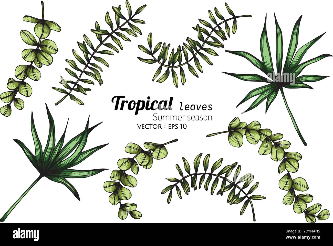 Set of Tropical leaf drawing illustration with line art on white ...