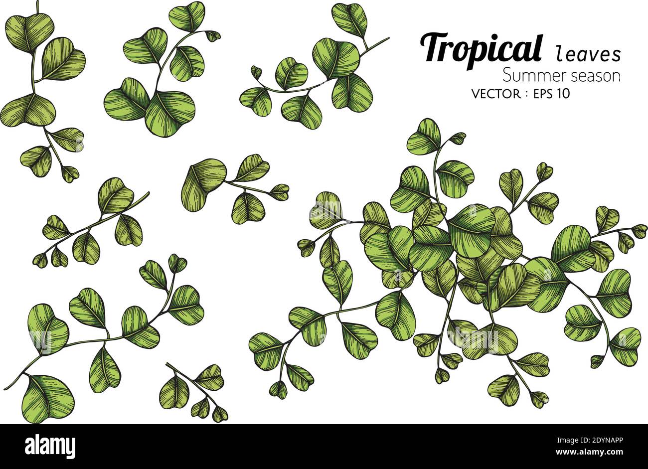 Set of Tropical leaf drawing illustration with line art on white ...