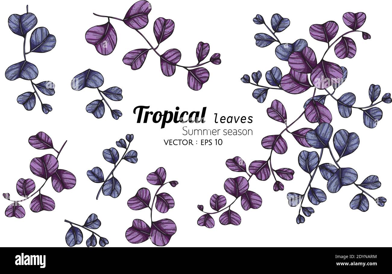 Set of Tropical leaf drawing illustration with line art on white ...