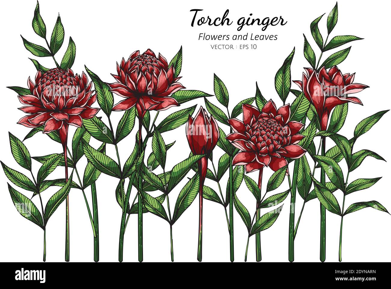 Torch ginger plant Stock Vector Images - Alamy