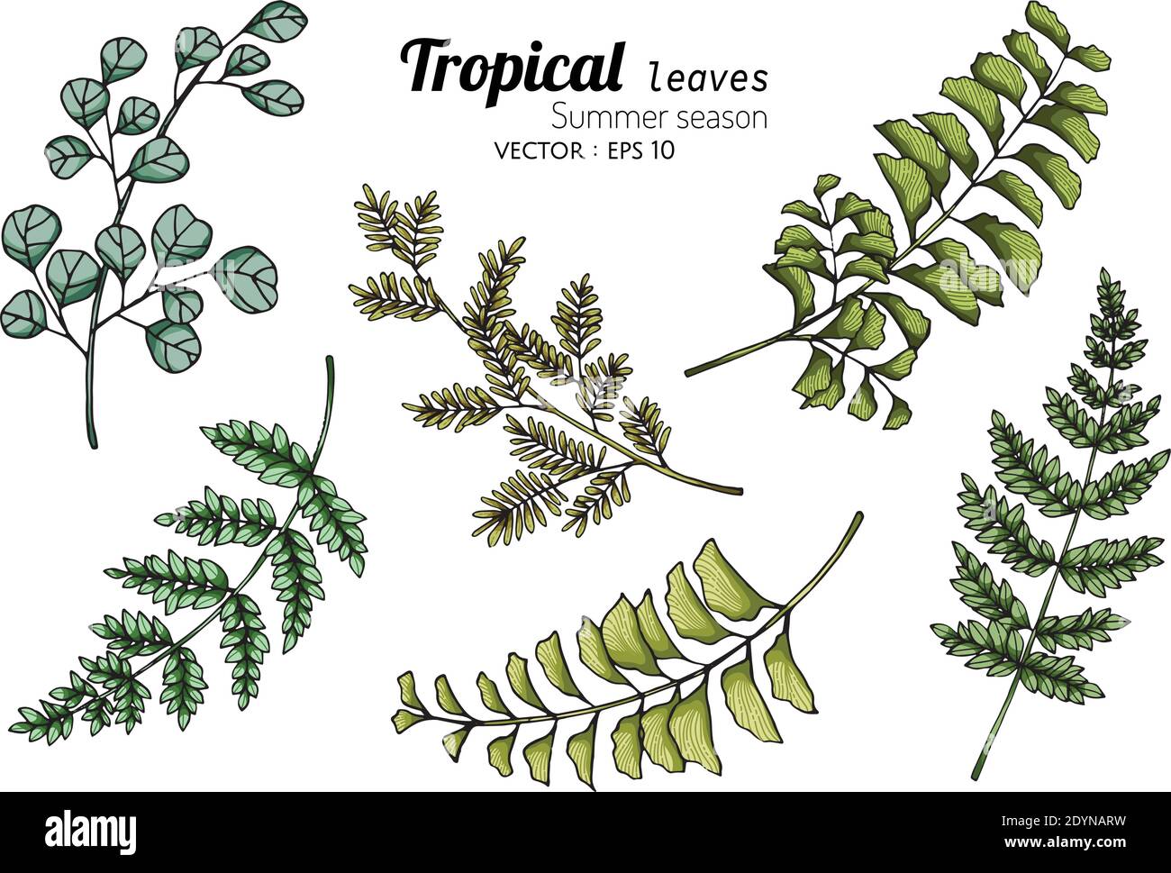 Set of Tropical leaf drawing illustration with line art on white ...