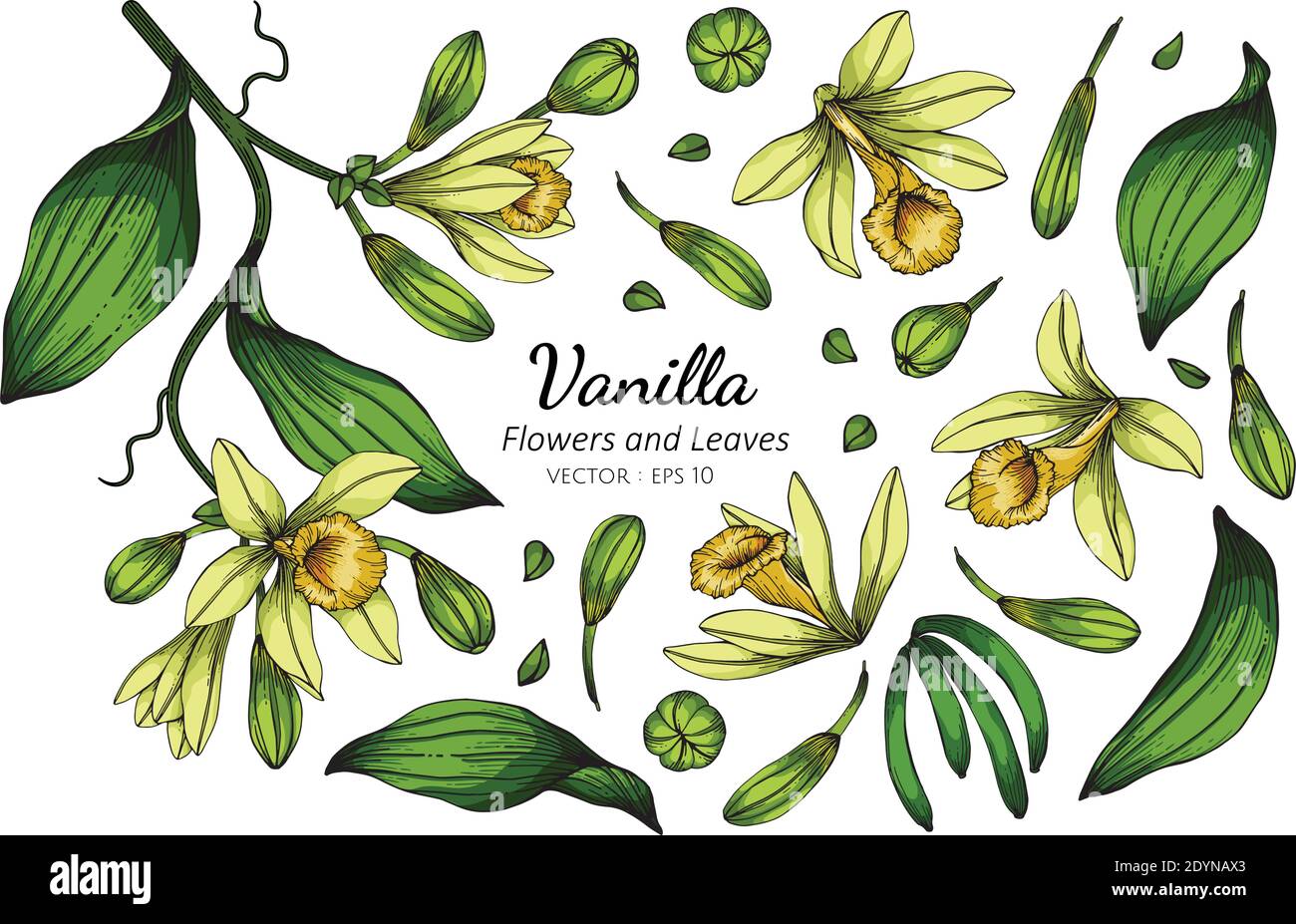 Set of Vanilla flower and leaf drawing illustration with line art on ...