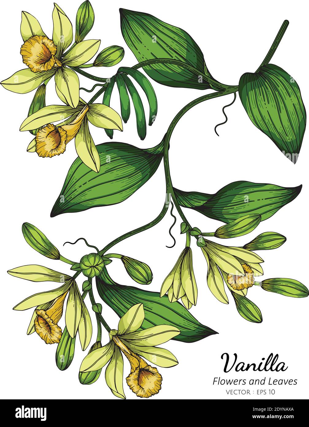 Vanilla flower botanical illustration Cut Out Stock Images & Pictures ...