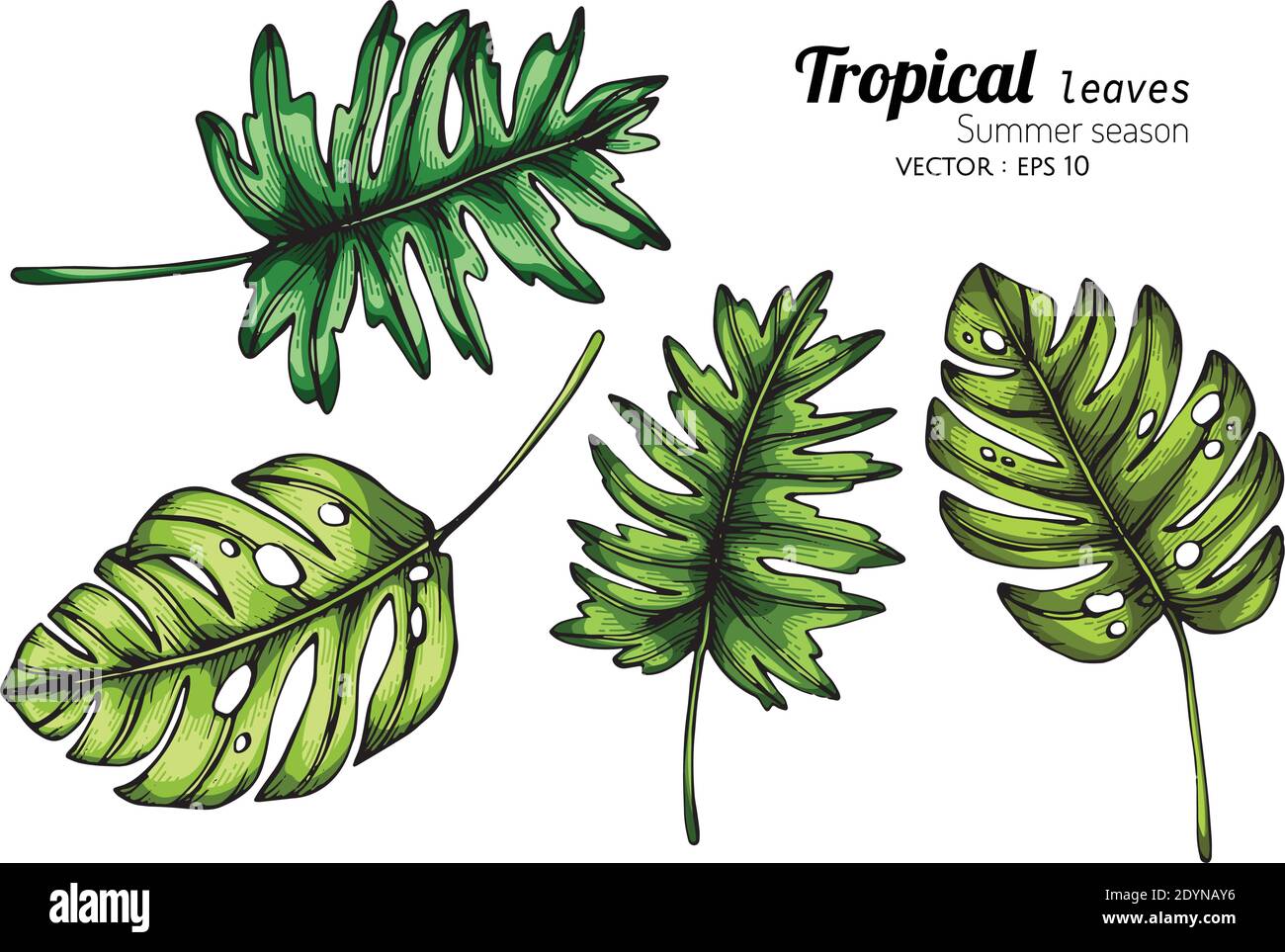 Set of Tropical leaf drawing illustration with line art on white ...