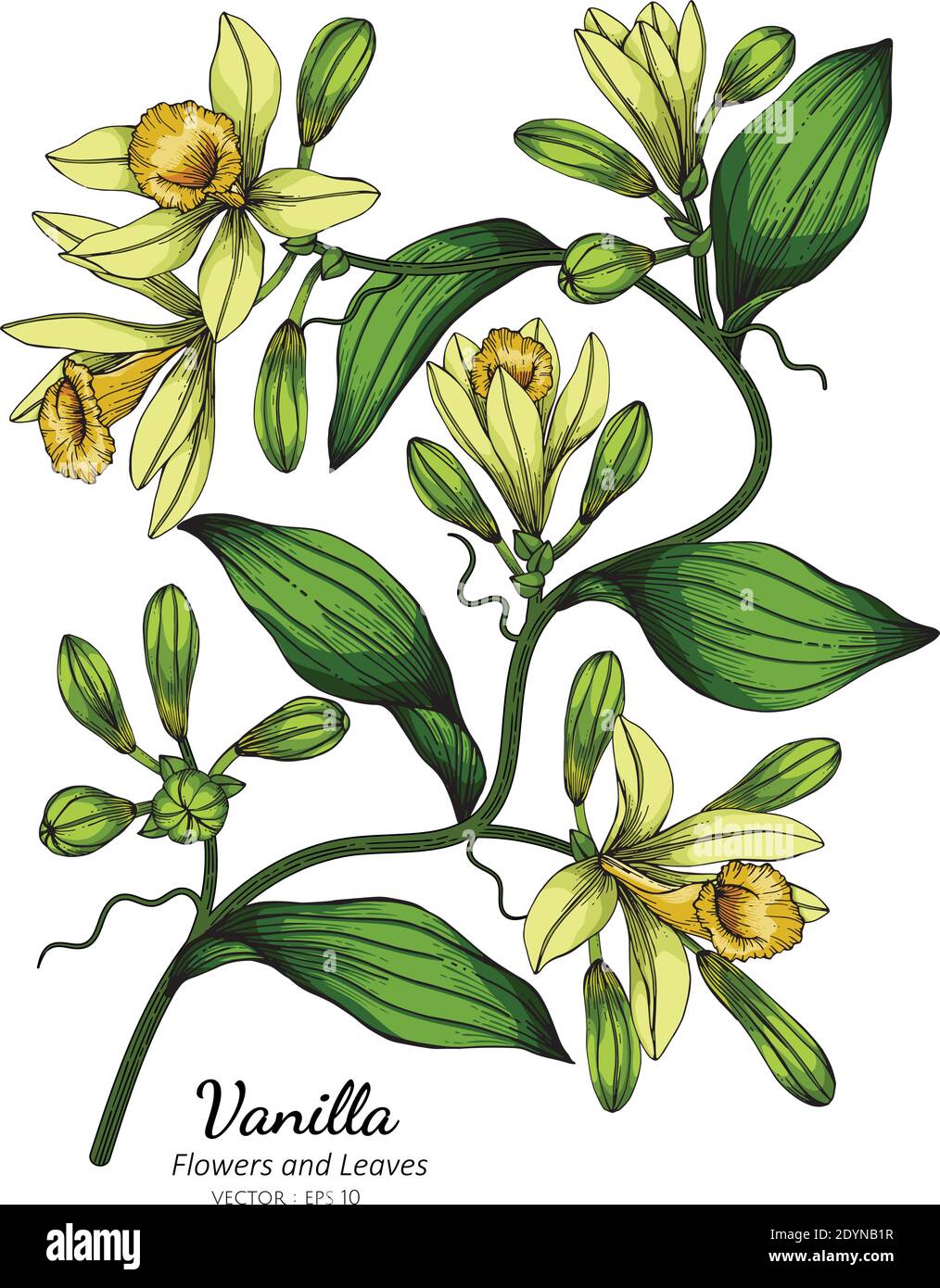 Vanilla flower and leaf drawing illustration with line art on white ...