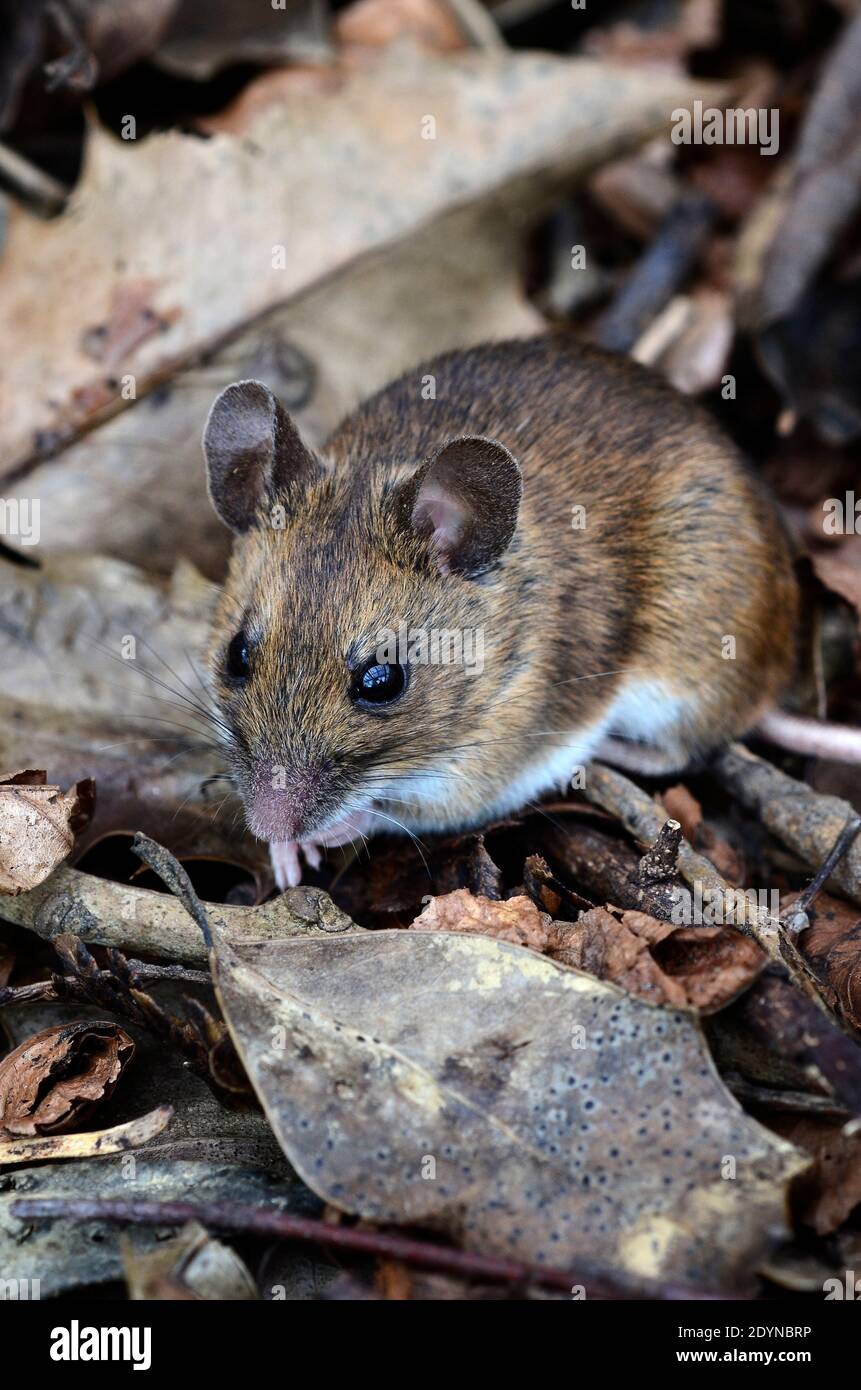 wood mouse apodemus sylvaticus Stock Photo - Alamy