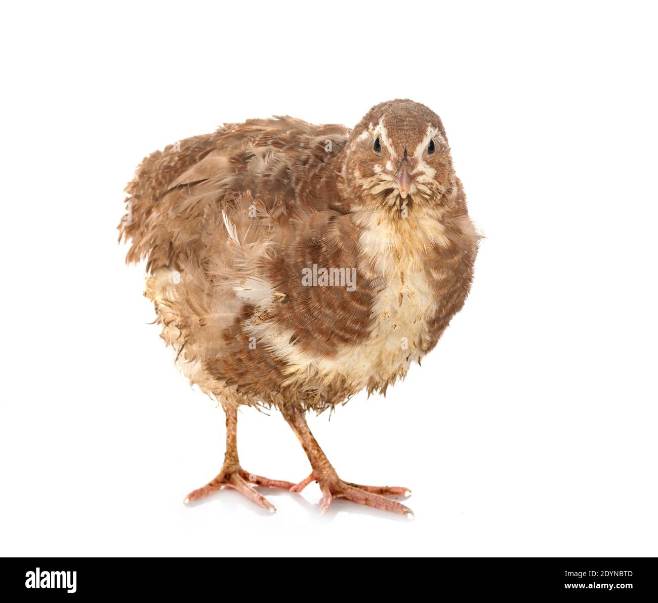 japanese quail in front of white background Stock Photo - Alamy