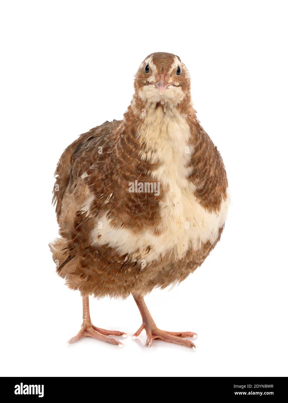 Japanese quail in front of white background Stock Photo - Alamy