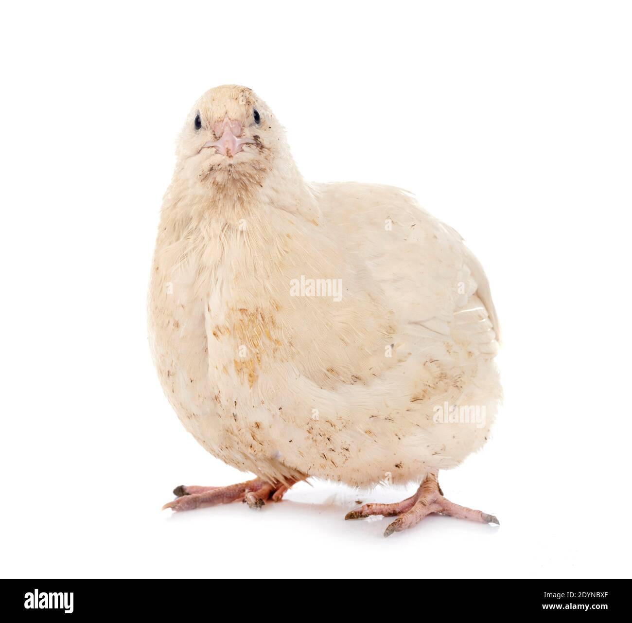 Japanese quail coturnix coturnix japonica hi-res stock photography and ...