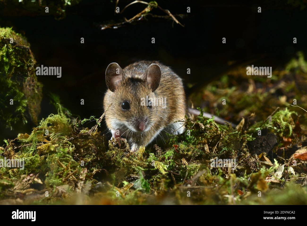 wood mouse apodemus sylvaticus Stock Photo - Alamy