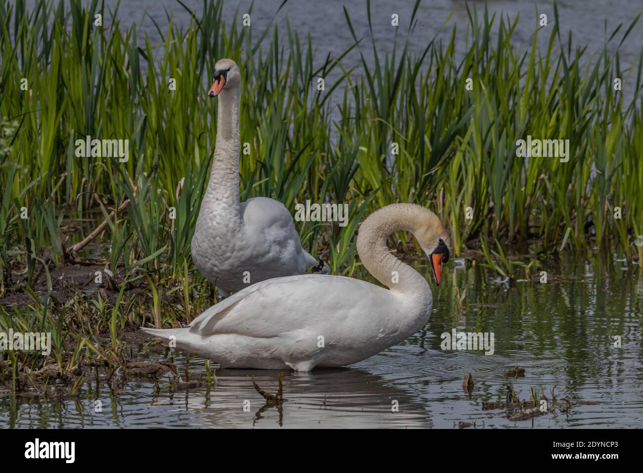 Backwell lake nature reserve hi-res stock photography and images - Alamy