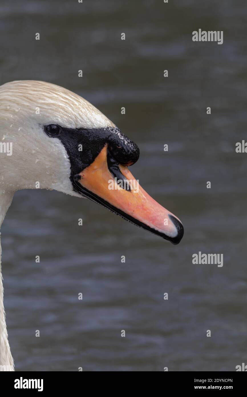 Taken Backwell Lake nature reserve Swans Stock Photo - Alamy