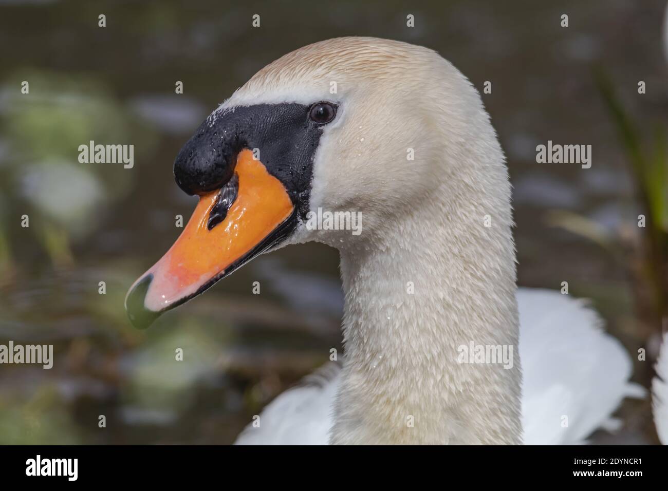 Taken Backwell Lake nature reserve Swans Stock Photo - Alamy