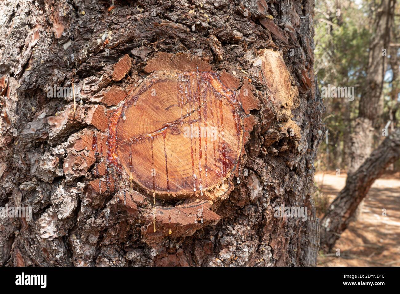 tree trunk texture with resin at sierra de guadarrama, la jarosa ...