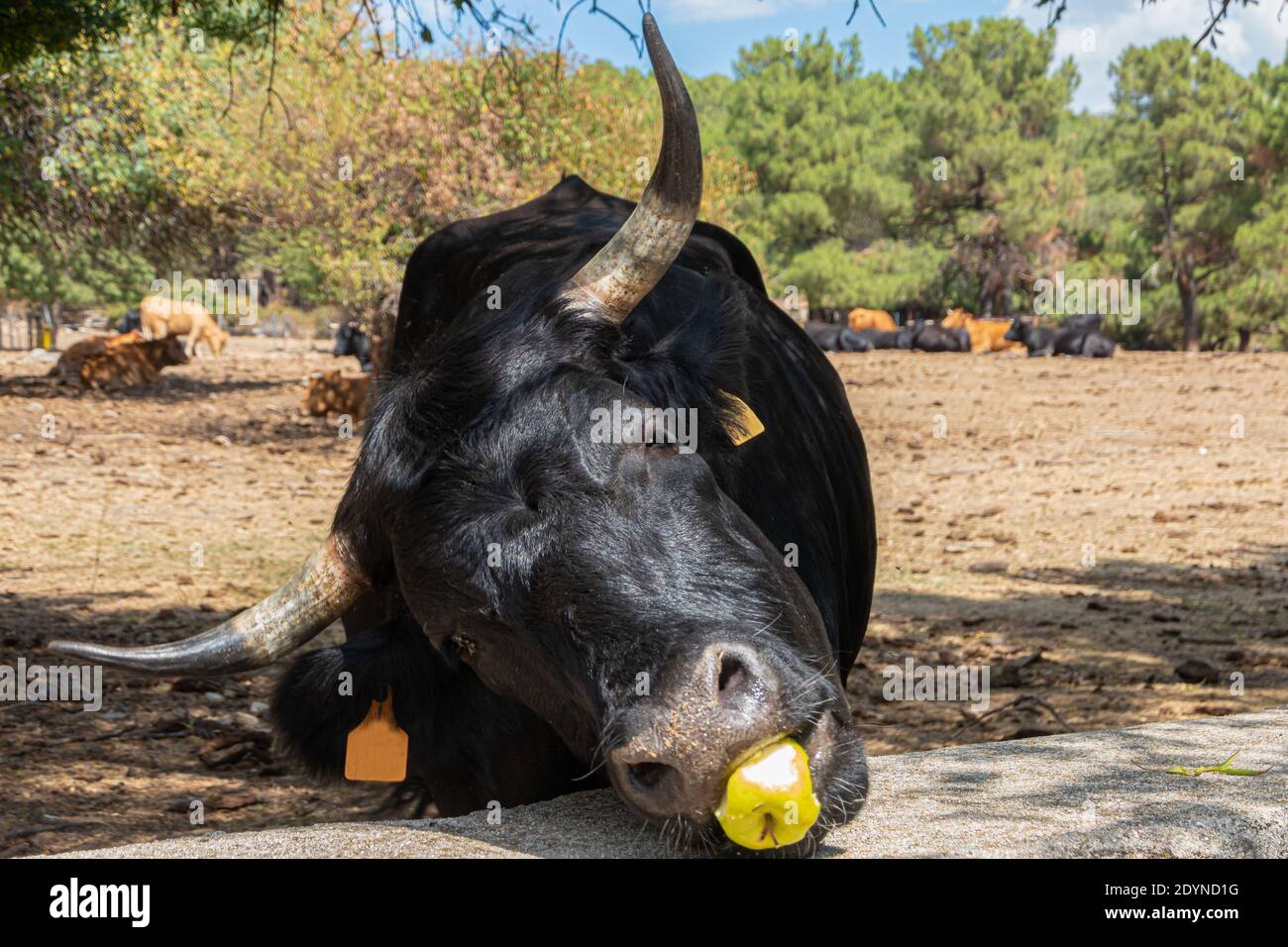 Funny black cow eating an apple at sierra de guadarrama, Madrid, Spain ...