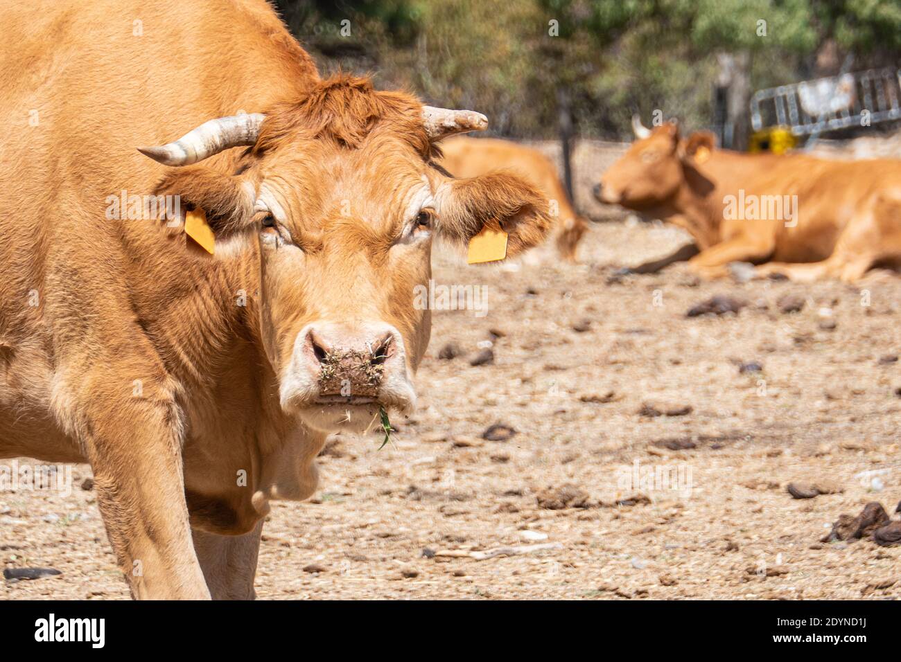 Angry cows hi-res stock photography and images - Alamy