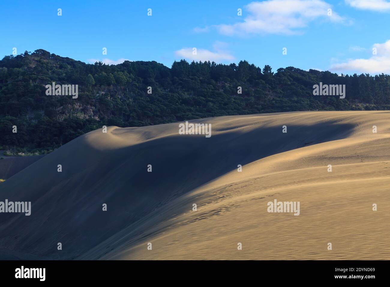 Giant inland sand dune at Bethells Beach, New Zealand Stock Photo - Alamy