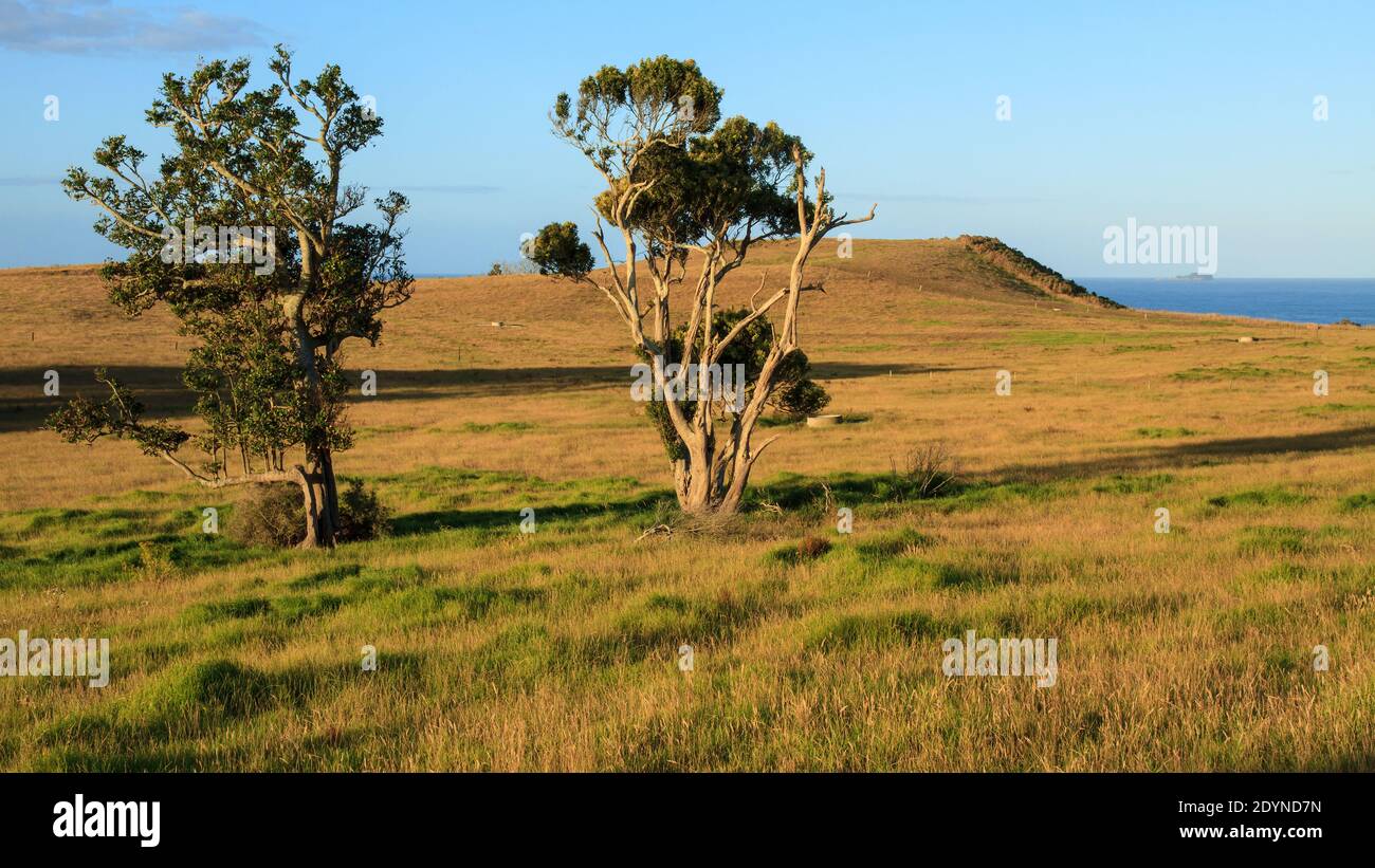 Maketu hi-res stock photography and images - Alamy