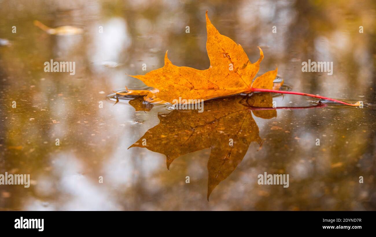 A maple leaf floating on water and its reflection on the water; the ...