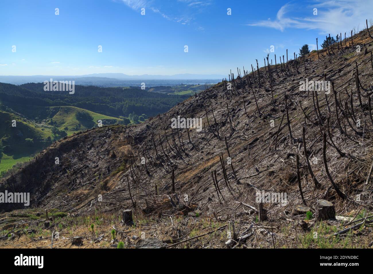 A hillside in New Zealand, cleared by logging. All that remains of the ...