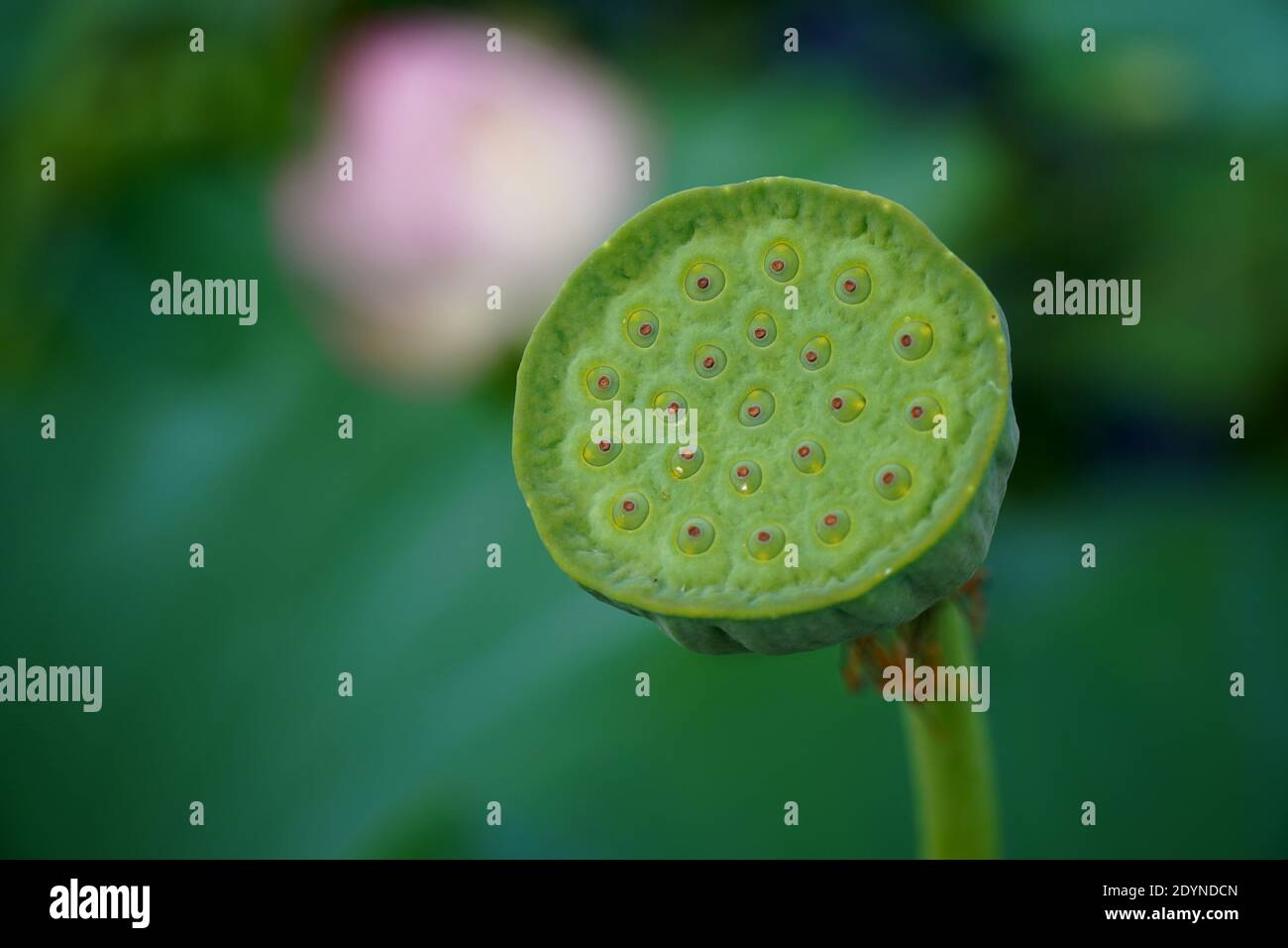 Seedpod of the lotus hi-res stock photography and images - Alamy