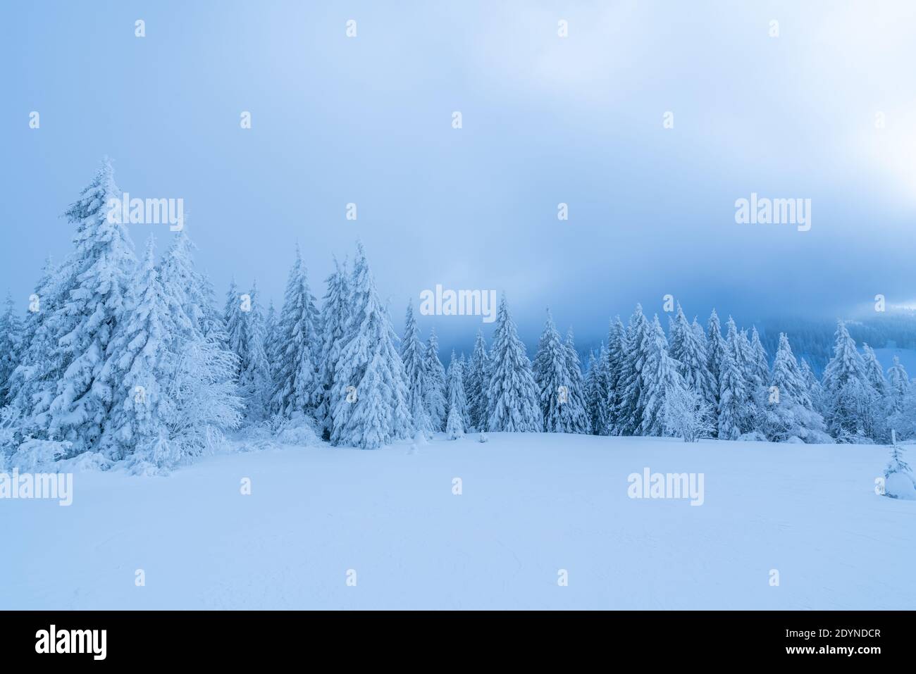 Snow-covered trees in the winter; dreamy winter scenery; beautiful snow ...