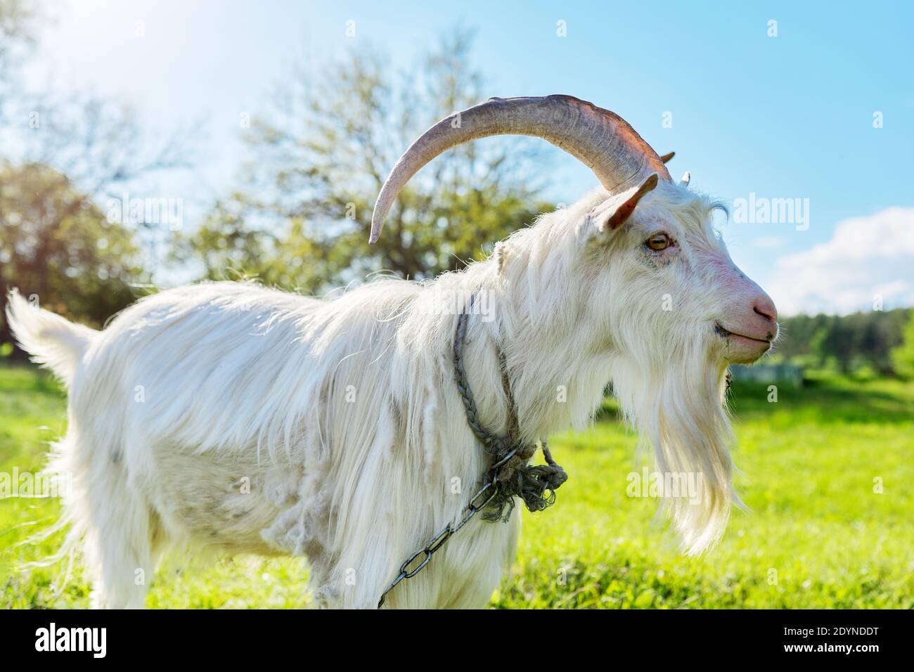 White Billy Goat