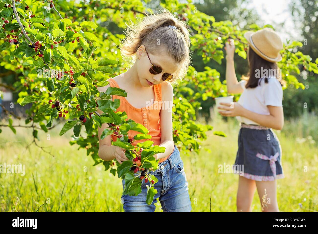 Mulberrie hi-res stock photography and images - Alamy