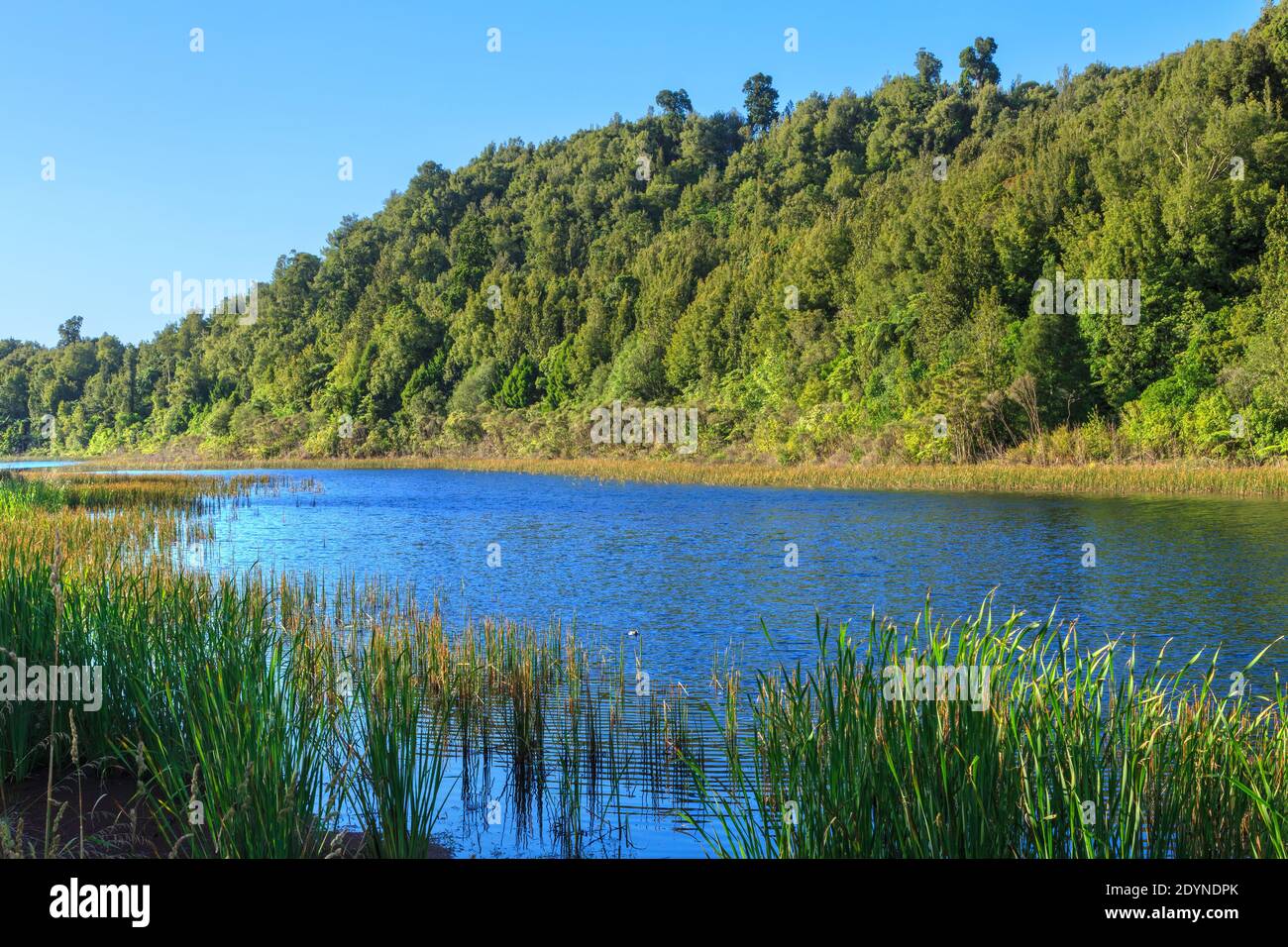 Lake Rotoma in the Rotorua area, New Zealand. Rush plants and reeds ...
