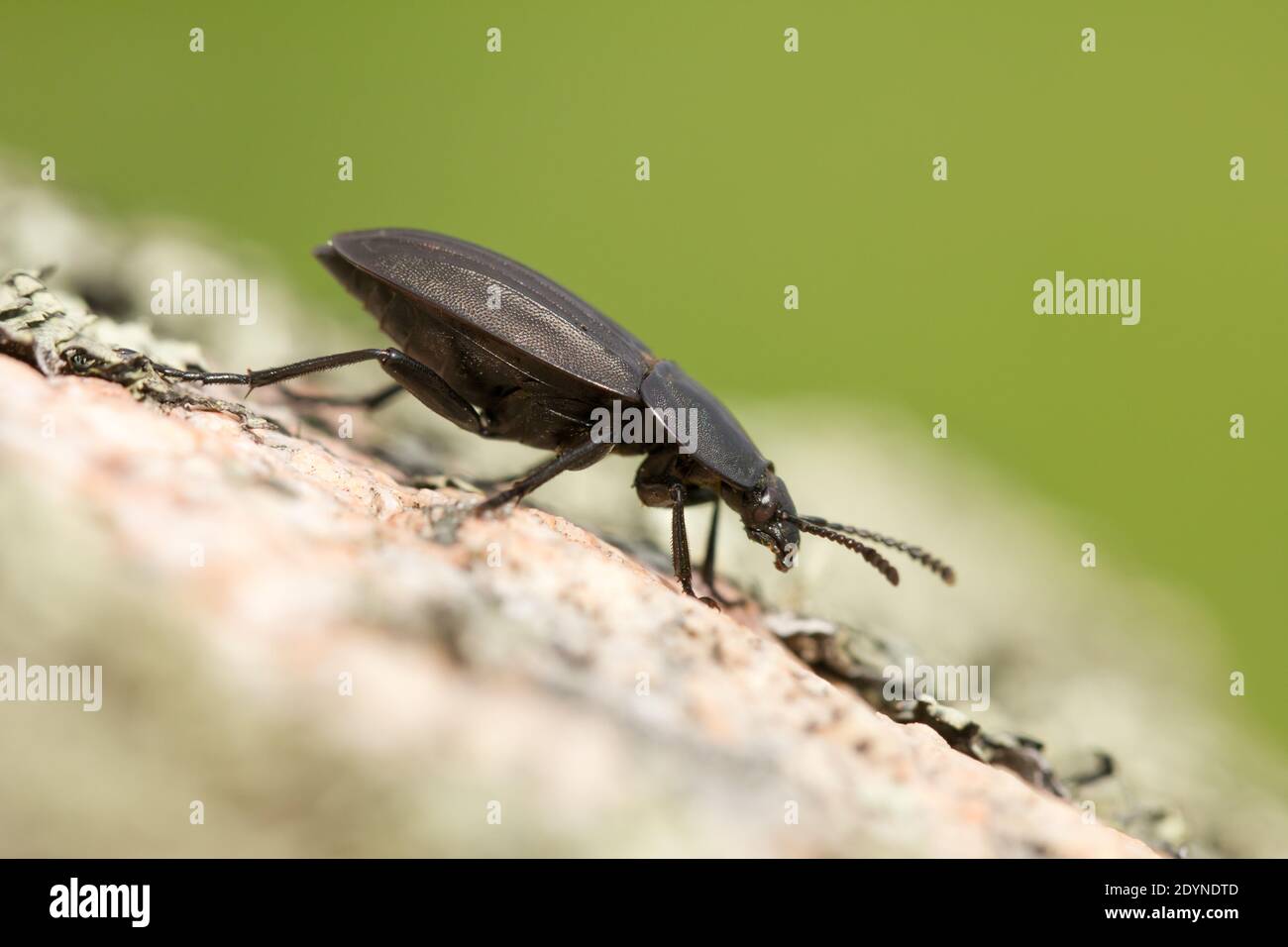 Carrion Beetle Phosphuga Atrata High Resolution Stock Photography and ...