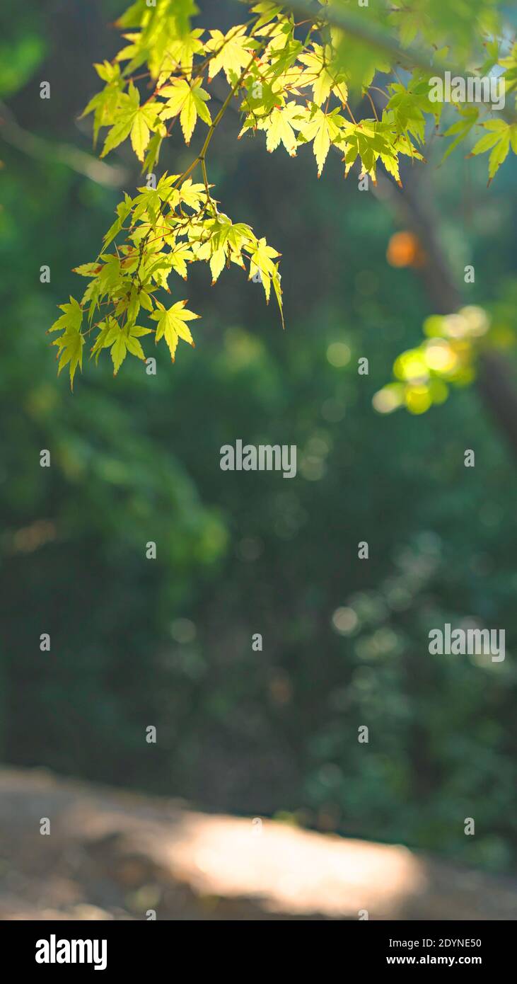 Branches of maple trees with leaves in the forest; a green forest ...