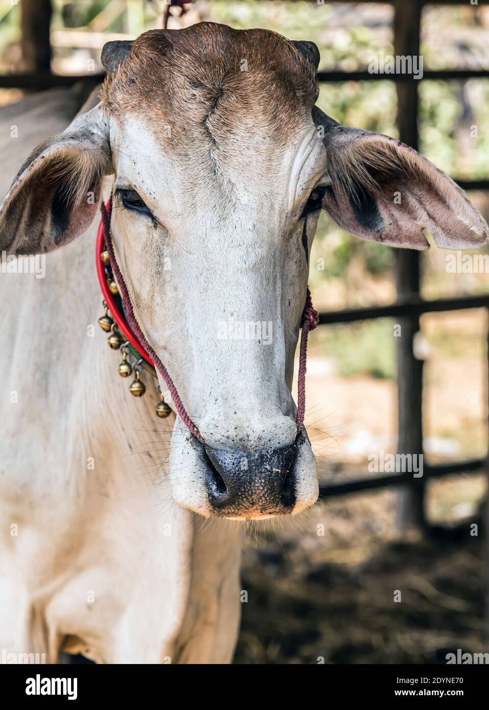 bull, ox, cow Indian cattle farm Stock Photo - Alamy