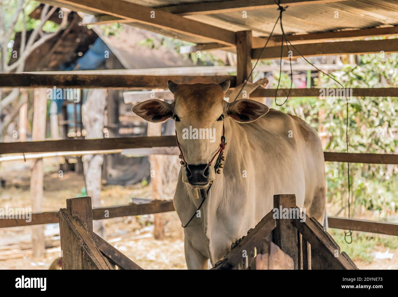 Livestock ox head cattle farm Stock Photo - Alamy