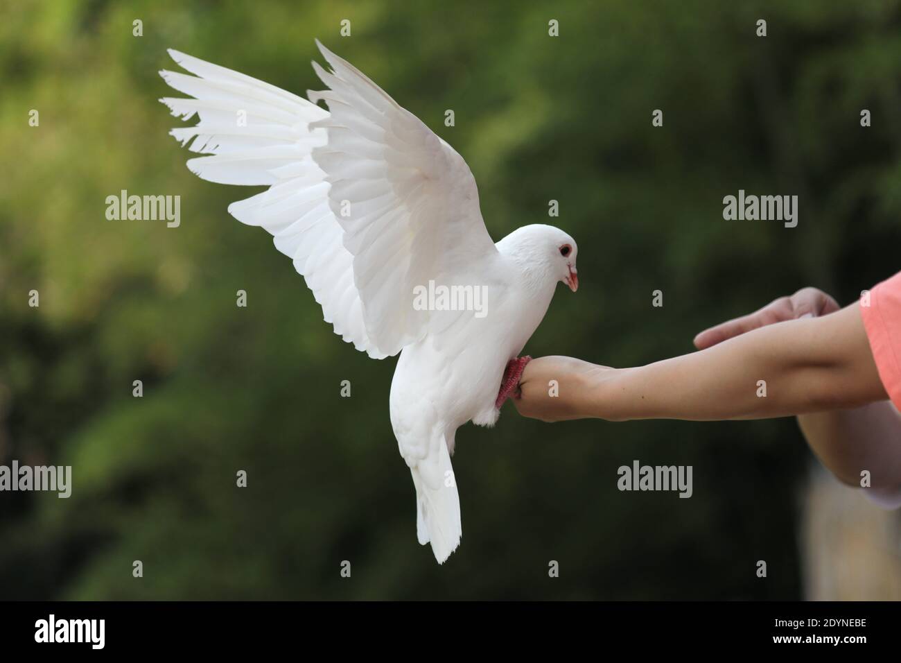 A white pigeon spreading its wings on the hand of man Stock Photo - Alamy