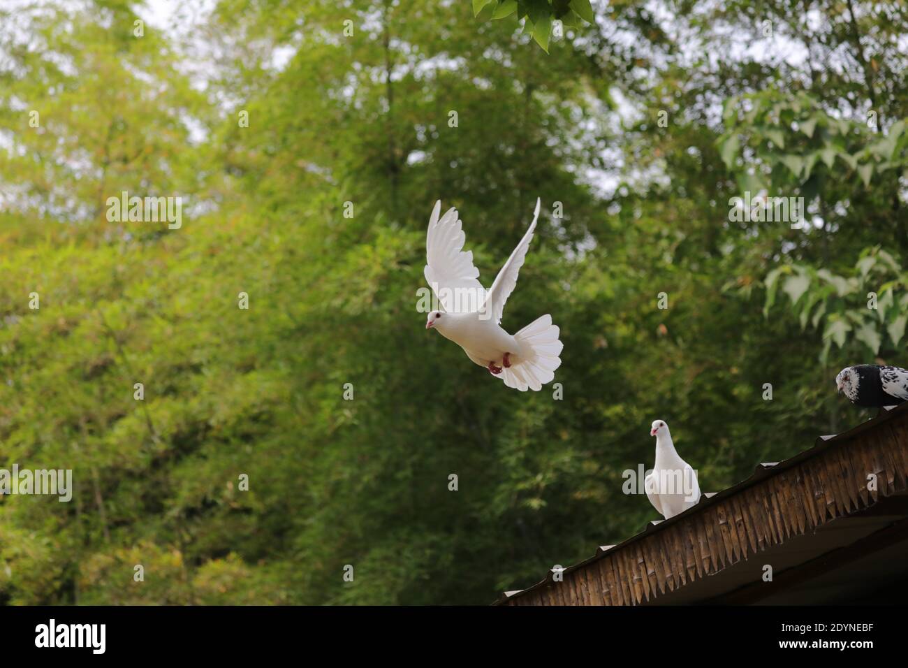 A pigeon taking off from the eaves under the green trees; a bird ...