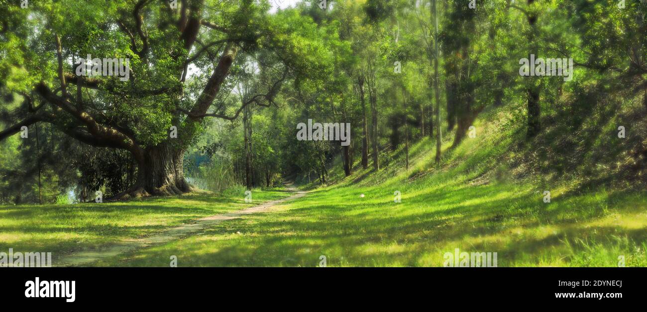 Trees and a path in the green magic forest in spring Stock Photo - Alamy