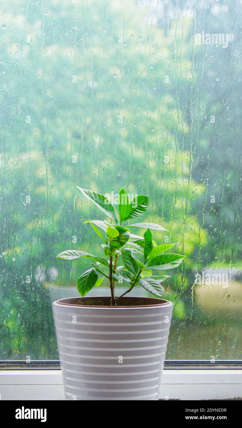 Green potted plant on the windowsill on a rainy day against the window ...
