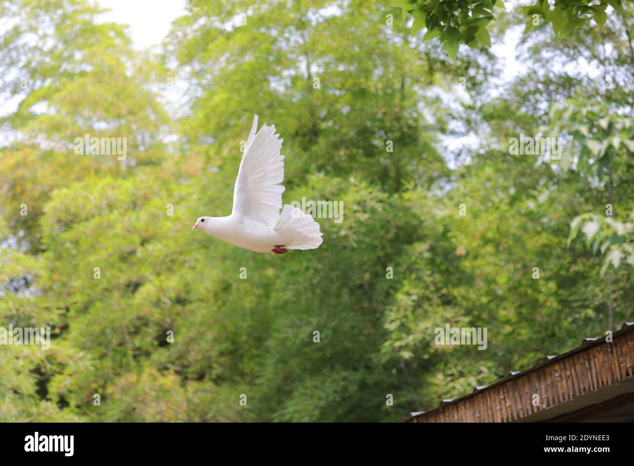 A white pigeon taking off from the eaves against green trees Stock ...